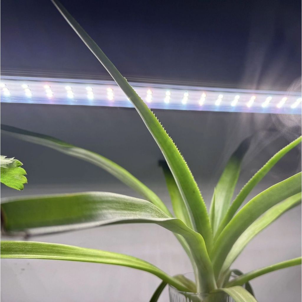 Sugar Daddy全光譜+植物燈PRO T8/T20 多肉 塊根 龍舌蘭 觀葉 鹿角蕨 上色防徒 燈管全光譜貴翔代工 | 蝦皮購物