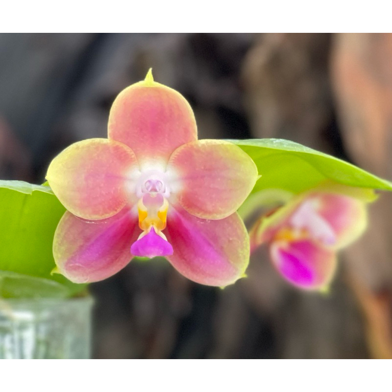 大叔好物 Phal Joy Spring Canary ‘orange’ | 蝦皮購物