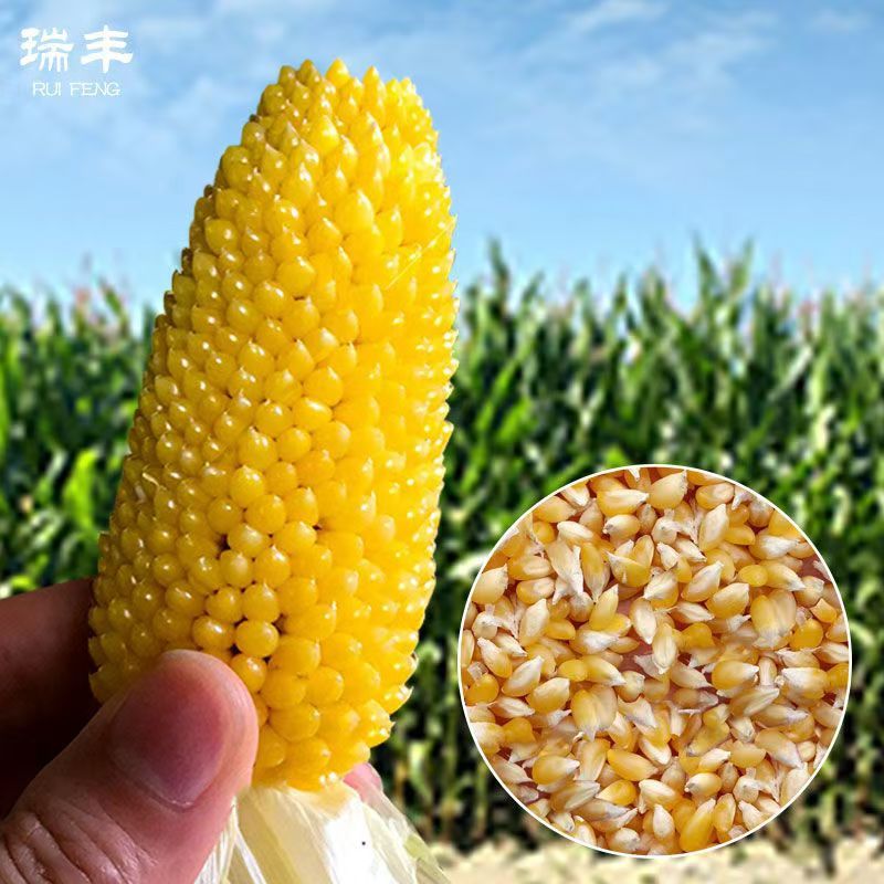 May-seed【台灣現貨】【拇指玉米種子】香糯拇指小玉米種 牛奶手指種子 香糯拇指小玉米種雲南拇指玉米種子 | 蝦皮購物