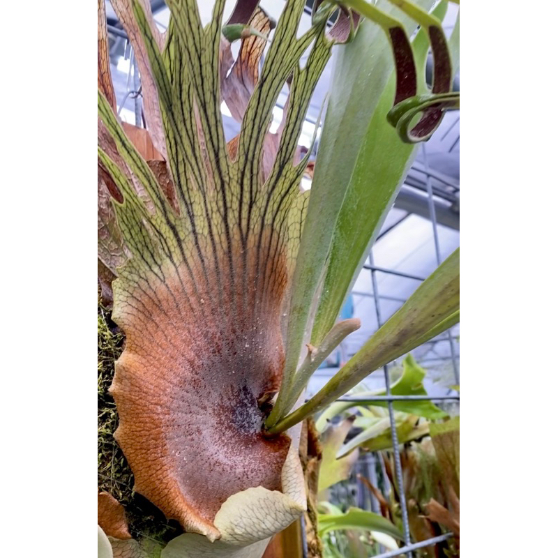 [蕨的想買就買] P.Akki (TC) 鹿角蕨/蕨類植物/ 上板植物/造景/陽台/園藝/造景/療癒/植株/蜂巢板/水晶 | 蝦皮購物