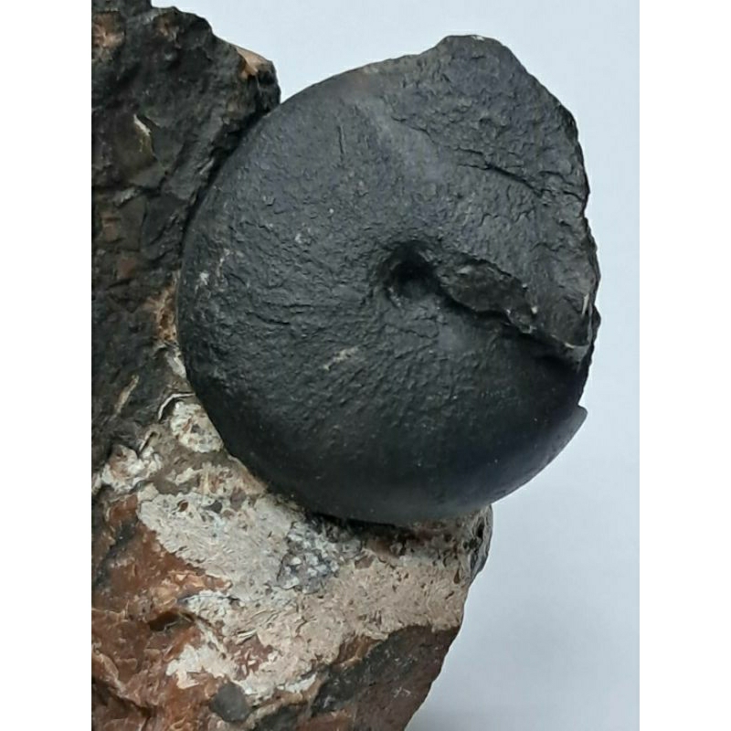 【化石的家】希臘arcestes sp fossil | 蝦皮購物
