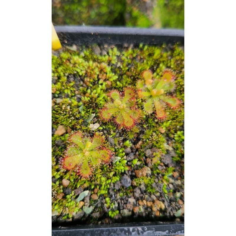 【泥巴牧場】毛氈苔 D. venusta 種子 食蟲植物 | 蝦皮購物