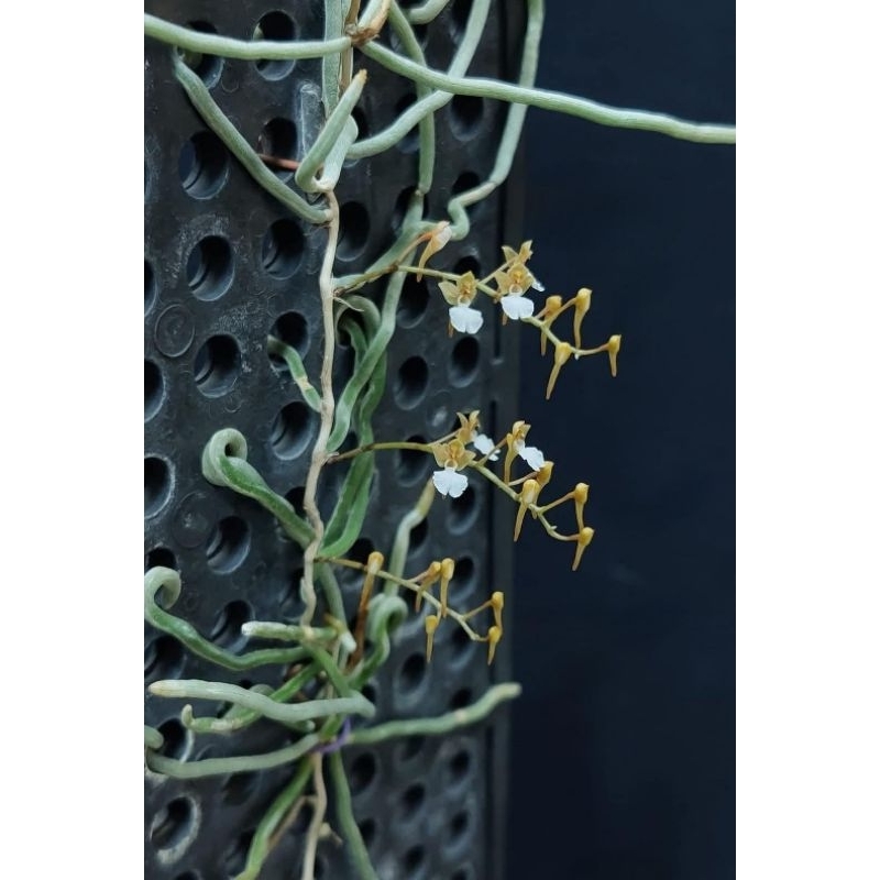 【蘭蕨雨林】Microcoelia cornuta，小腹腔蘭(無葉蘭)，低海拔潮濕的山林中，不怕熱，中強光，好種。 | 蝦皮購物