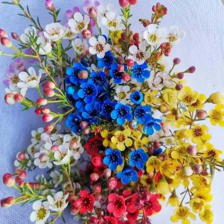 May-seed【台灣現貨現發】【澳洲臘梅種子】臘梅花種子 臘梅樹種子 耐寒花卉種子 清淡松木香花卉 梅花種子 種子 | 蝦皮購物