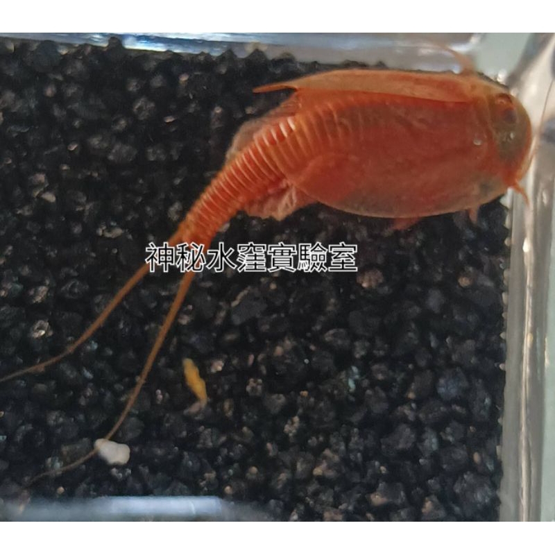 Triops Beni Kabuto ebi albino 白化恐龍蝦 蝦卵 | 蝦皮購物