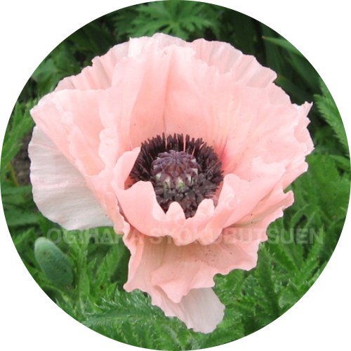 🦄迷妳馬的日本花草🌱2024 進口種子 Papaver orientale 'Carneum' 虞美人/大輪 | 蝦皮購物