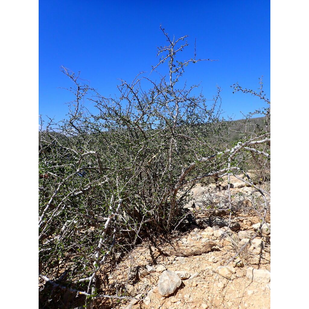 【馬達加斯加】波葉沒藥 Commiphora sinuata | 蝦皮購物