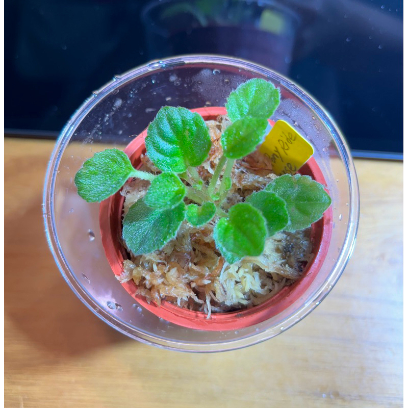 Pink Pony Ride Reverse 側芽苗（半迷你型非洲堇) 不保證對版 | 蝦皮購物