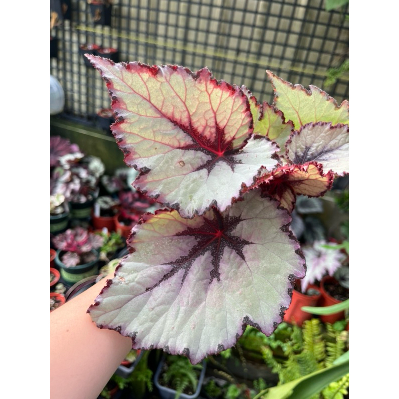 Mien米恩/Begonia Vampire/吸血鬼秋海棠(3吋)/雨林/觀葉/網紅/IG/室內/植栽/ | 蝦皮購物