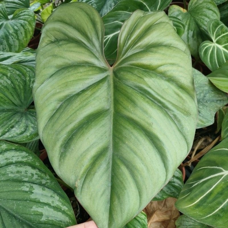 Philodendron sp Colombia/哥倫比亞sp蔓綠絨 | 蝦皮購物