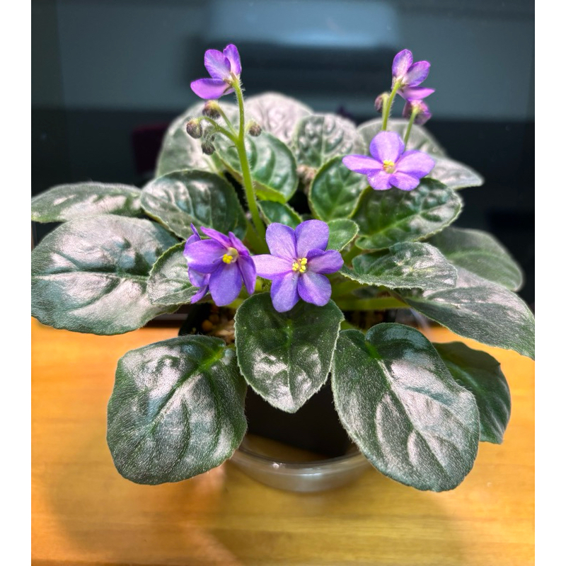 黑美人 / Optimara Ontario sp(標準型非洲堇)縞花 3吋盆 | 蝦皮購物