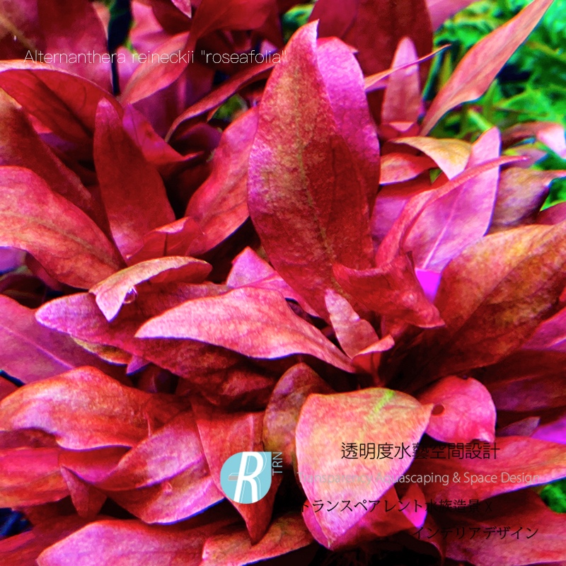 透明度 TRN｜Alternanthera Reineckii "Roseafolia" 丹麥紅玫瑰｜中/後景水草 | 蝦皮購物