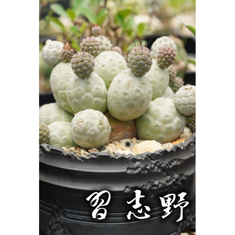 多頭習志野 一物一拍 仙人掌科 多肉 陽光美錦DAYLIGHT PLANTS | 蝦皮購物