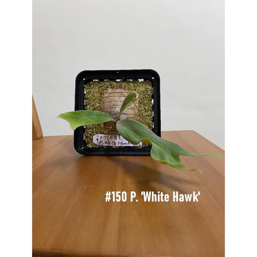 白霍克 鹿角蕨 | P. 'White Hawk' ( 白鷹 鹿角蕨 ) | 蝦皮購物