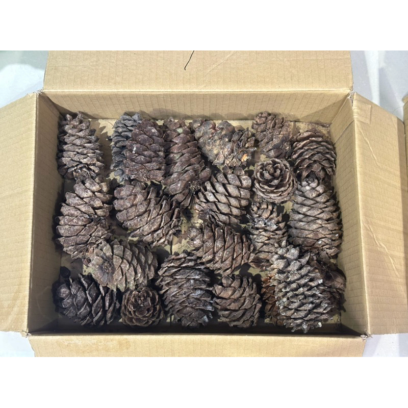 202412-202501「華山松松果」一箱22顆 整箱出售 有3組可選 3組合購優惠2500 | 蝦皮購物