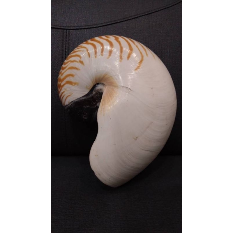 Nautilus pompilius 帝珍珠 鸚鵡螺 235mm XL repertus活化石四大名螺唐冠螺大法螺萬寶螺 | 蝦皮購物