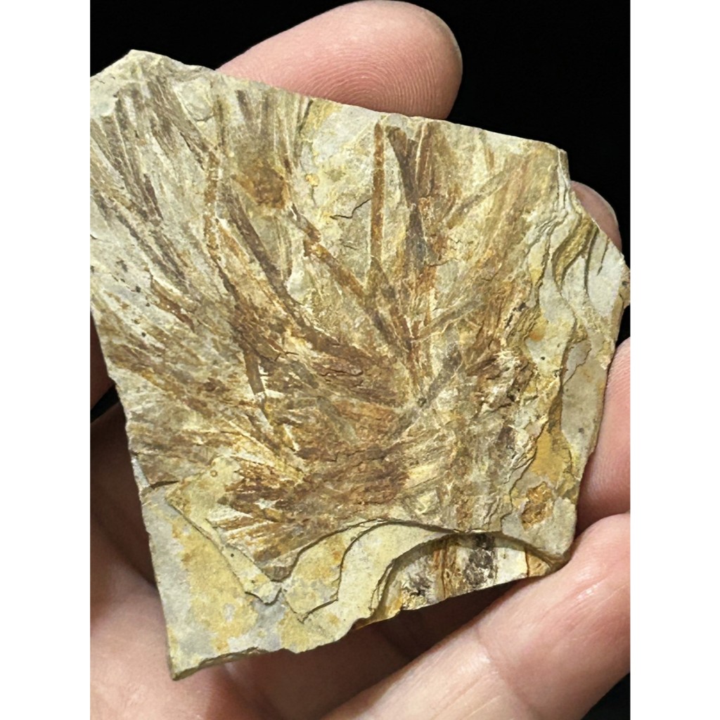 不知名被子植物化石(有可能是裂銀杏屬, Baiera(拜拉))~中國遼寧-早白堊紀 | 蝦皮購物