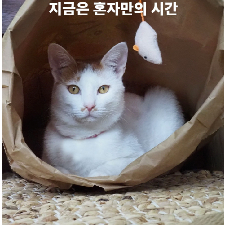 【韓國CATBANG】韓國 雙面 手繪插畫紙袋 貓窩 三入/組 花色不重複 隨機出貨 | 蝦皮購物