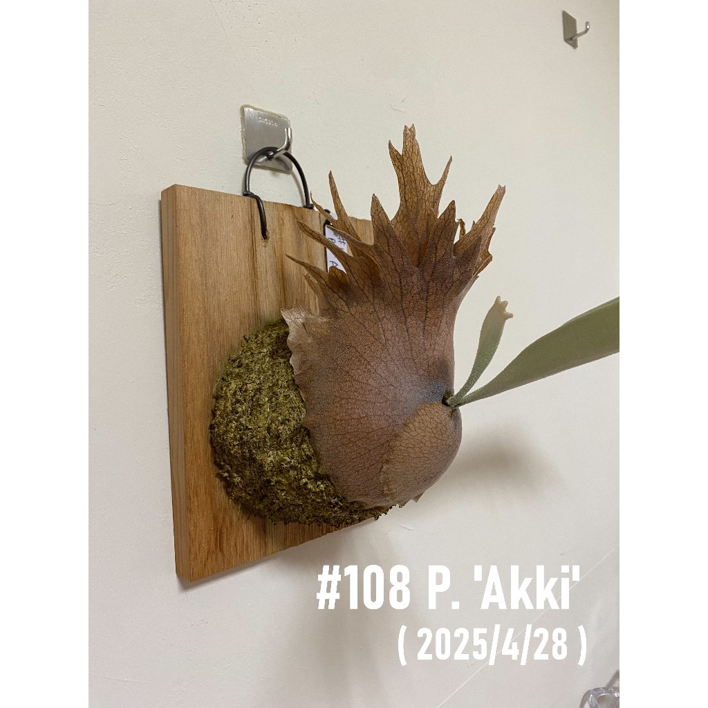 【價格含店到店運費】Akki 鹿角蕨 | P. 'Akki' 【上板鹿角蕨】尖刺冠表現 | 蝦皮購物