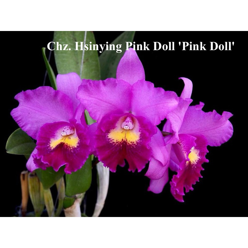 （7/2開花 ）嘉德麗雅蘭4吋 蘭花Chz. Hsinying Pink Doll 'Pink Doll'（售植株） | 蝦皮購物