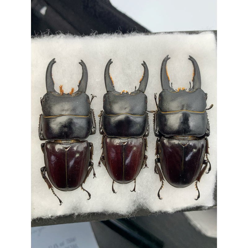 #昆蟲標本 學名：Dorcus taurus gyphaetus 中名：金牛扁爪哇亞種 產地 : 爪哇/甲蟲標本 | 蝦皮購物