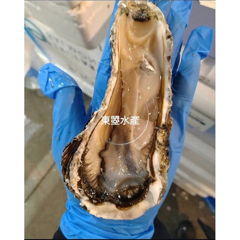 全殼生蠔 日本牡蠣 生蠔 蚵 東照水產 | 蝦皮購物