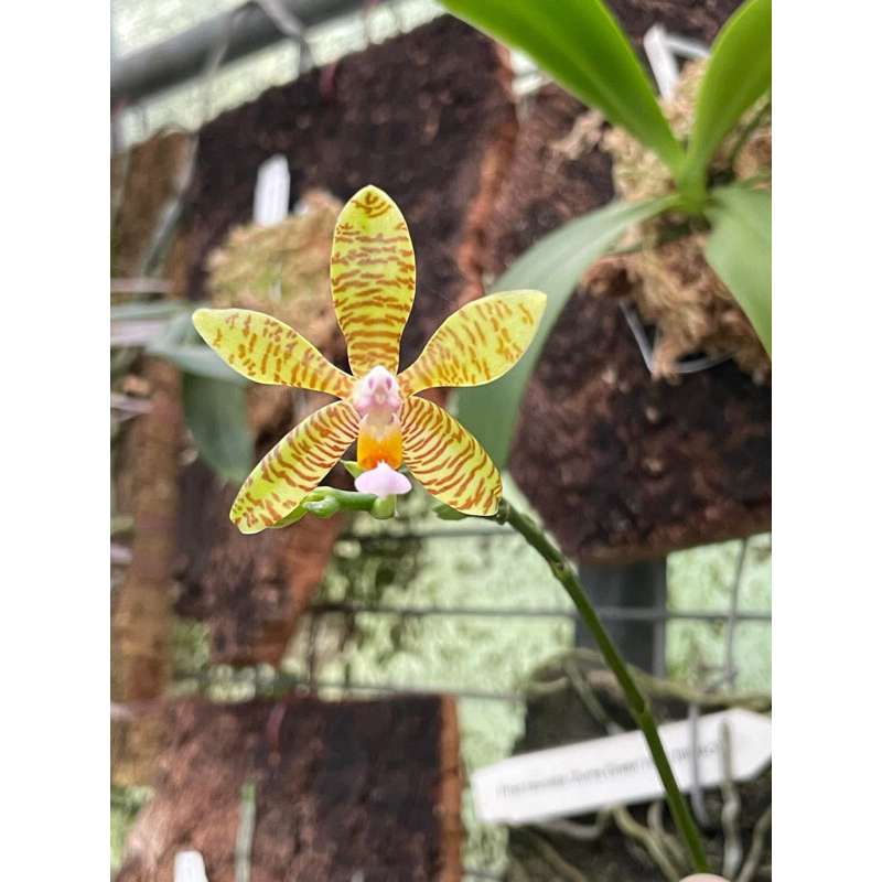 【芃程蘭舍】經典授獎橫斑蝴蝶蘭 Phal. faciata ‘Zuma Green’ HCC/AOS 高芽盆植 | 蝦皮購物