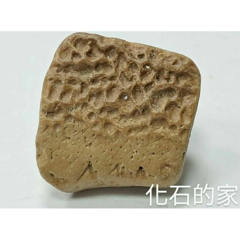 【化石的家】英國Trionyx shell fossil(2) | 蝦皮購物