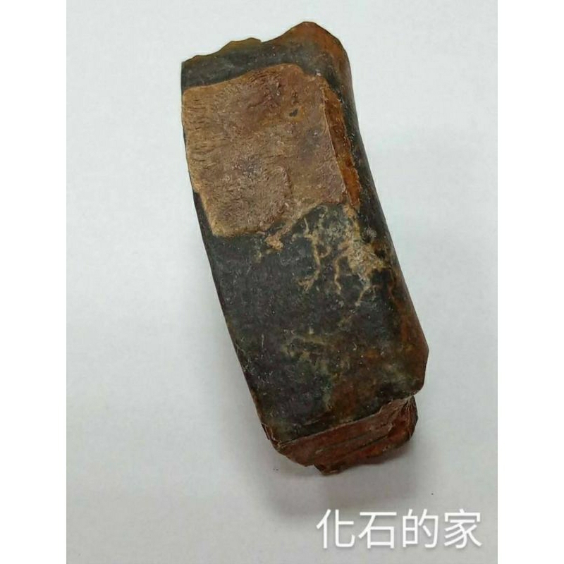 【化石的家】美國巨型Castoroides tooth(D)fossil | 蝦皮購物
