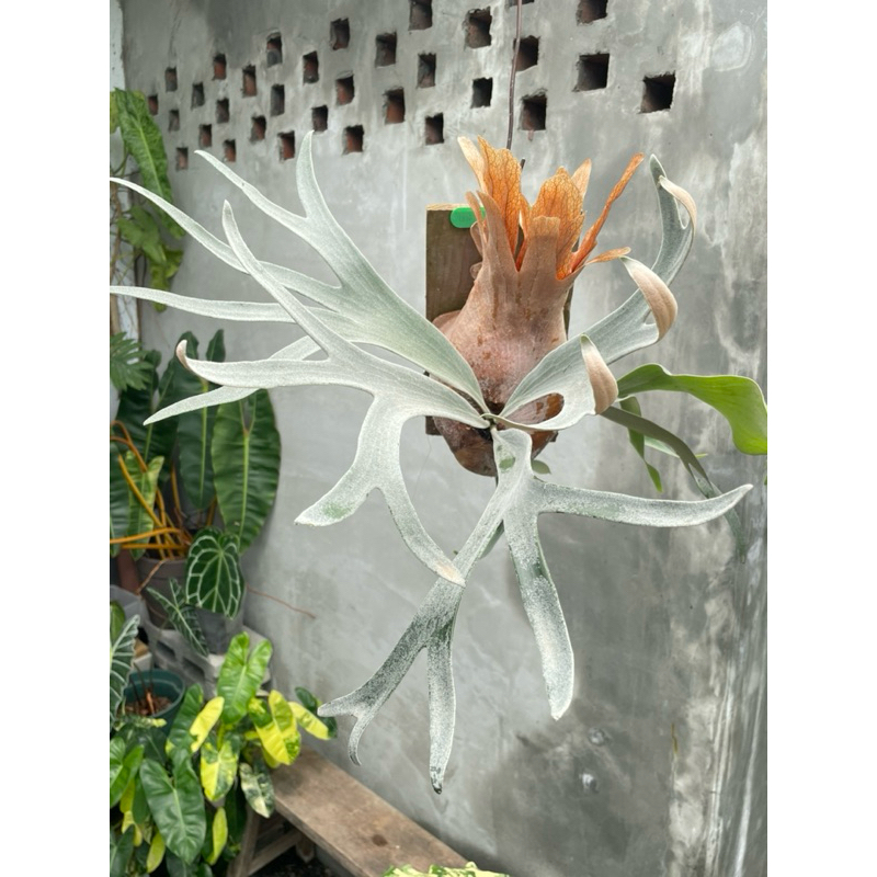 P.White Hawk 白霍克 ⚠️超激白值得收藏 | 蝦皮購物