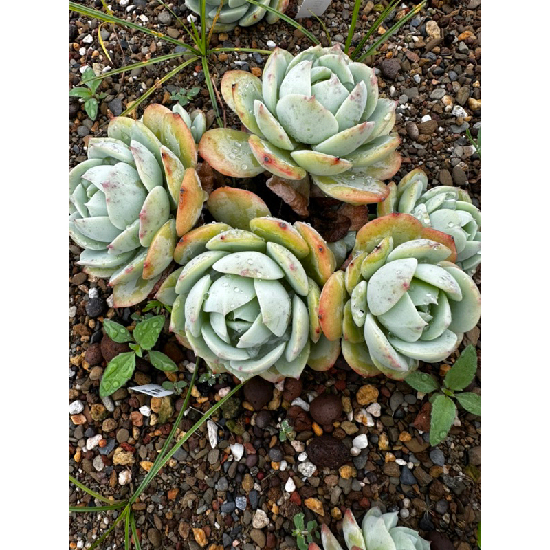 地植/大概6吋保證有5頭/戀曲/20250412拍照 | 蝦皮購物