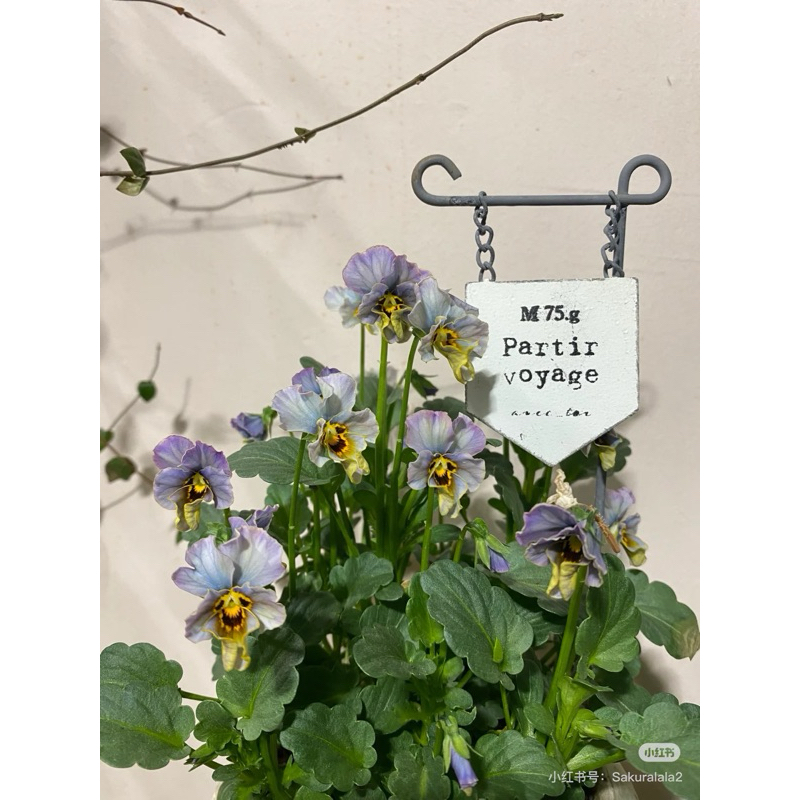 zakka 垂吊旗幟大花插 ins 鐵藝花園裝飾 英文鐵皮雜貨風 日雜復古作舊花插 多肉花插 | 蝦皮購物