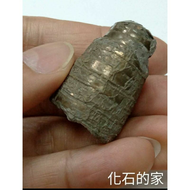 【化石的家】英國黃鐵礦化Phragmacone fossil | 蝦皮購物