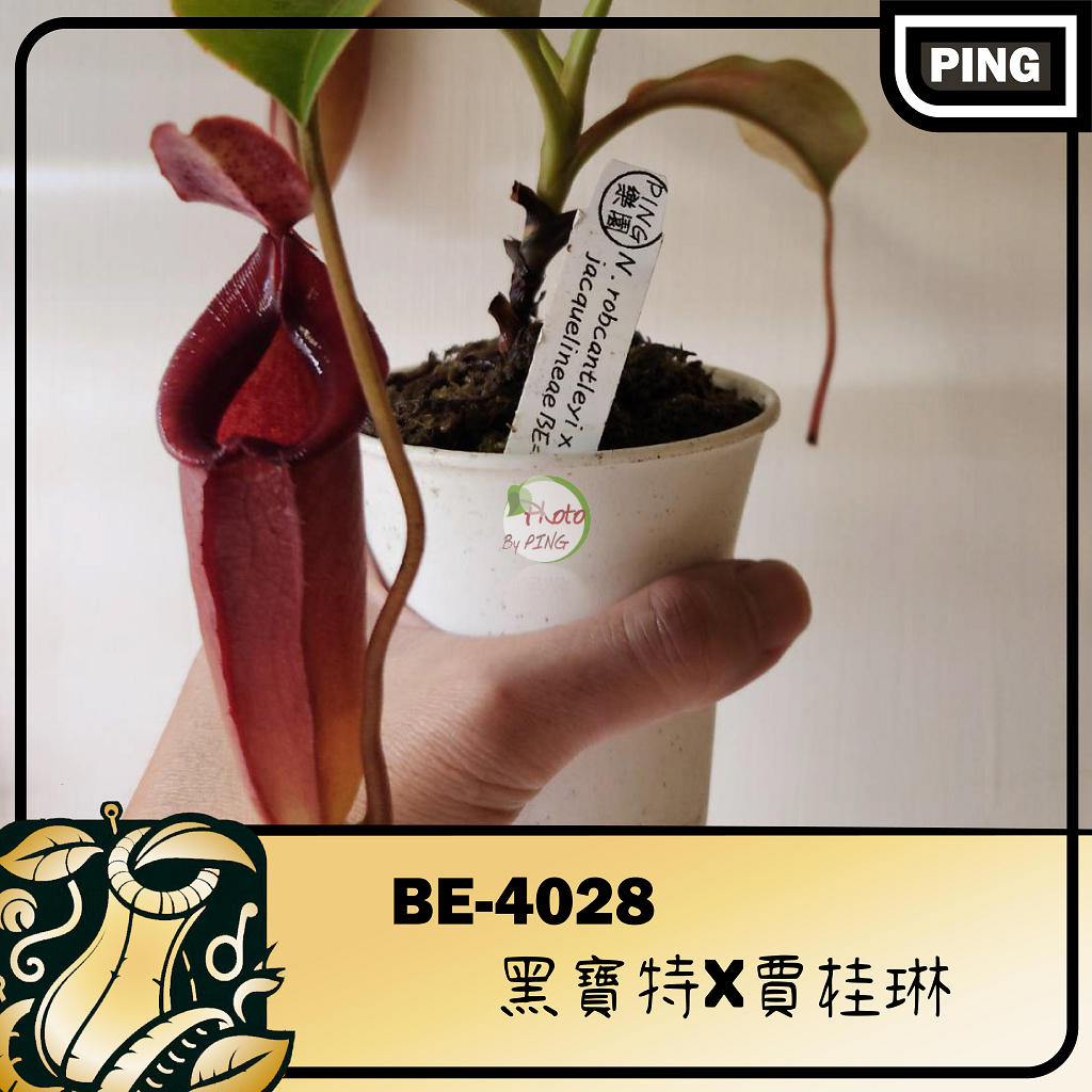 ★PING樂園★ 食蟲植物 豬籠草 N. robcantleyi x jacquelineae (BE-4028) | 蝦皮購物