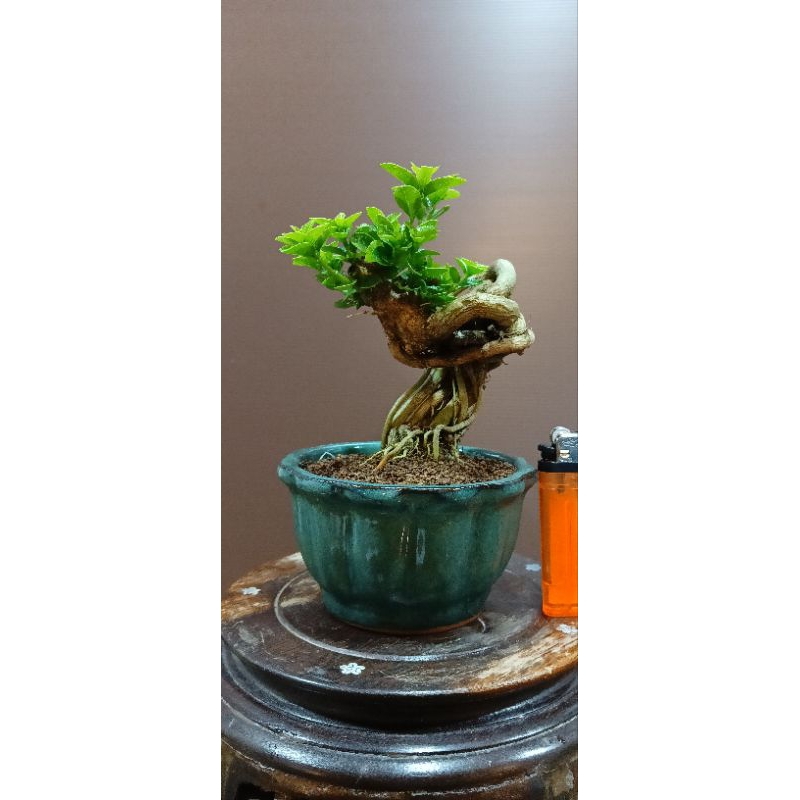 890Q-絕美高提裸根根藝~米粒壽娘子~小品盆栽~蓮花釉盆~送禮盆栽~淨化植物~居家擺設~綠植盆栽 | 蝦皮購物