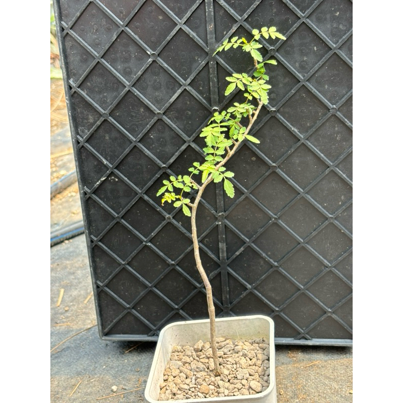 阿特瑞裂欖 Bursera aptera /實生4吋 /奧莉諾多肉園 | 蝦皮購物