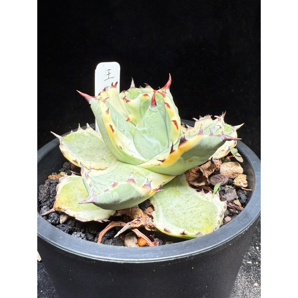 Agave 4吋盆王妃甲蟹 | 蝦皮購物