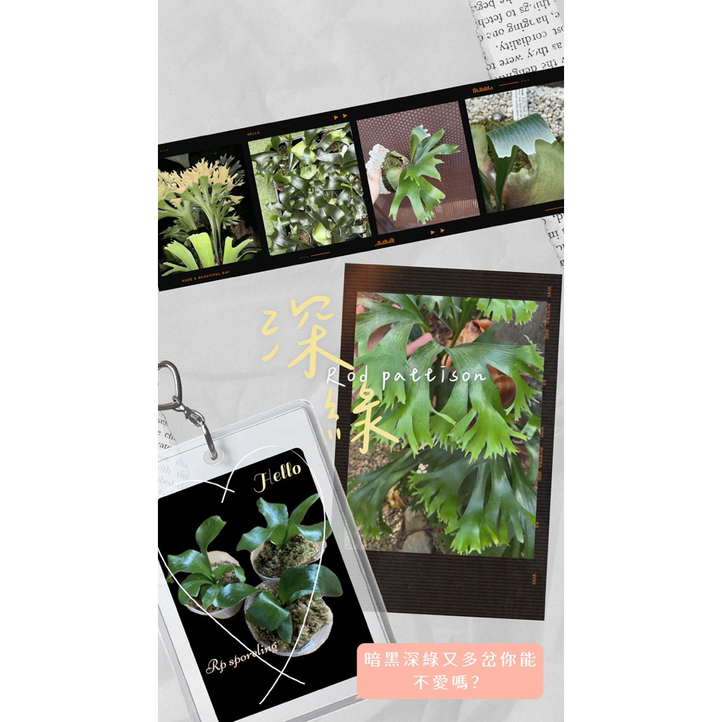 *花見小鹿*Rp深綠孢子 鹿角蕨 spore Rod pattison sporeling 孢子苗 | 蝦皮購物