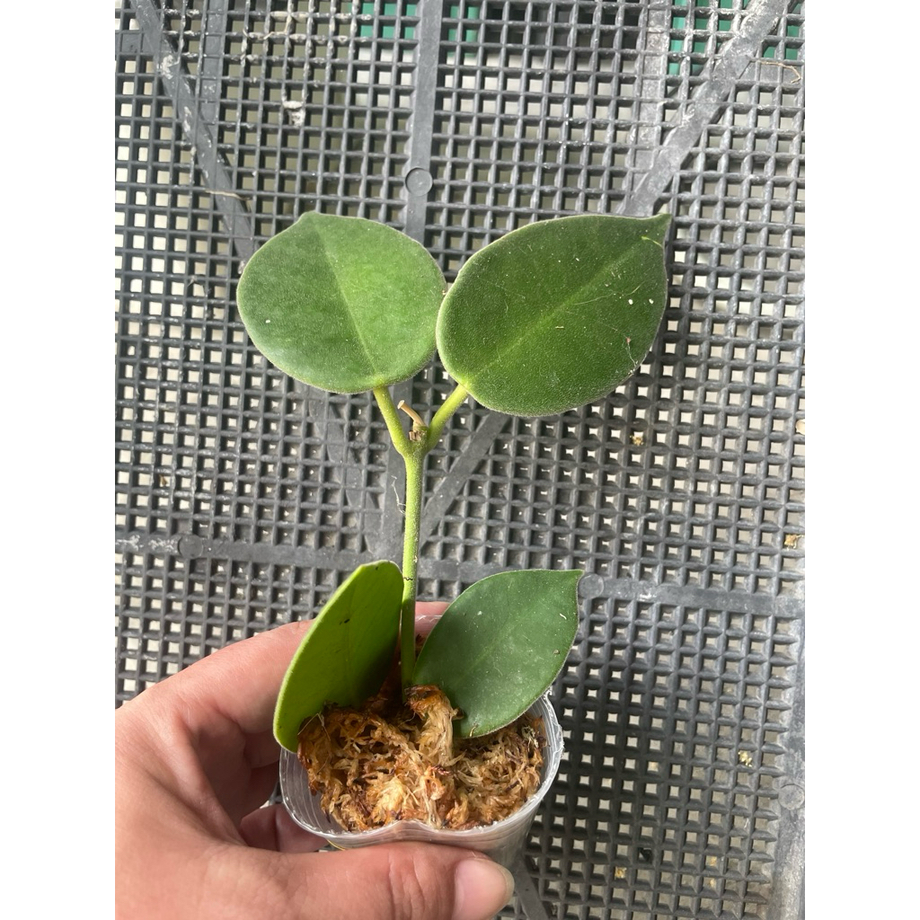 大碗公 毬蘭 Hoya gigas | 蝦皮購物