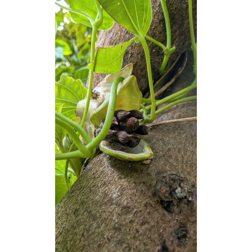 百部Stemona tuberosa | 蝦皮購物