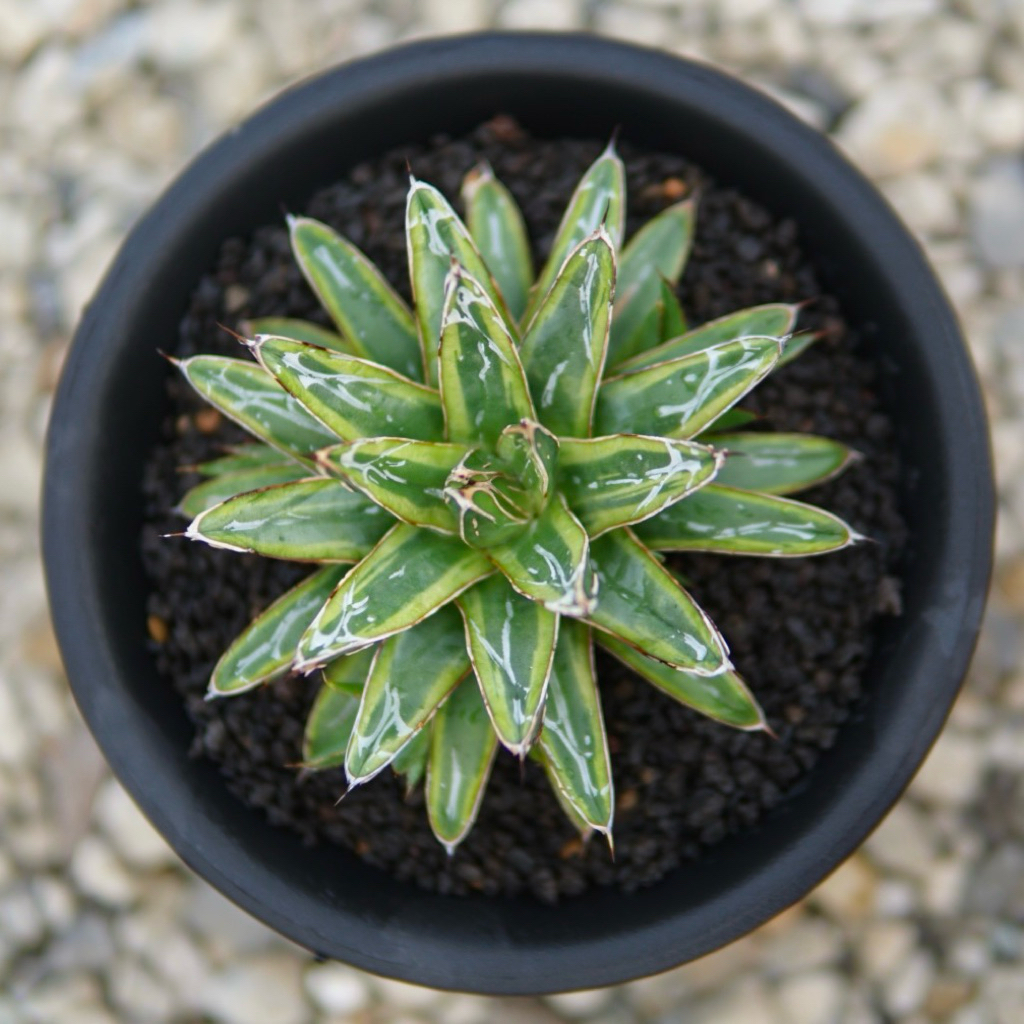 [ Gu Plant 固植 ] 笹之雪 虎斑｜Agave victoriae-reginae｜ | 蝦皮購物