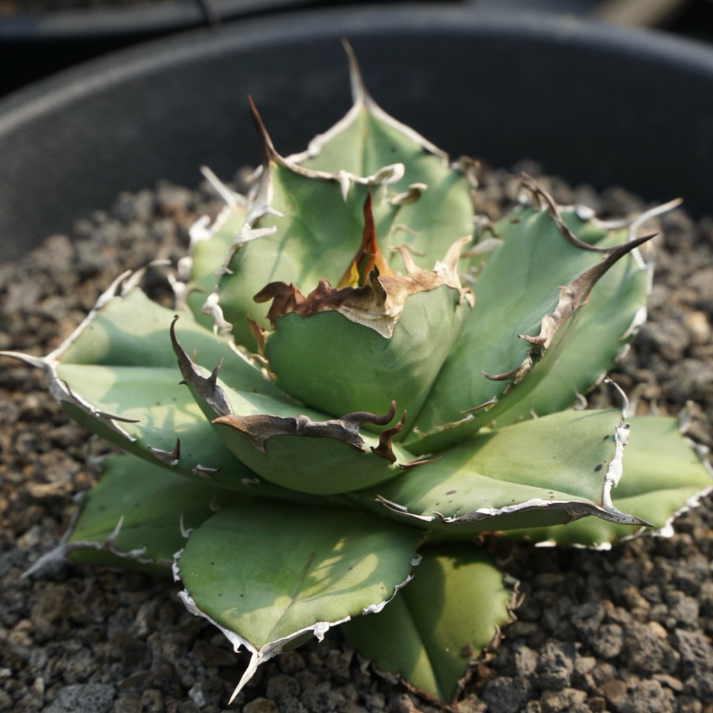 [ Gu Plant 固植 ] 嚴龍 白夜｜Agave titanota｜ | 蝦皮購物