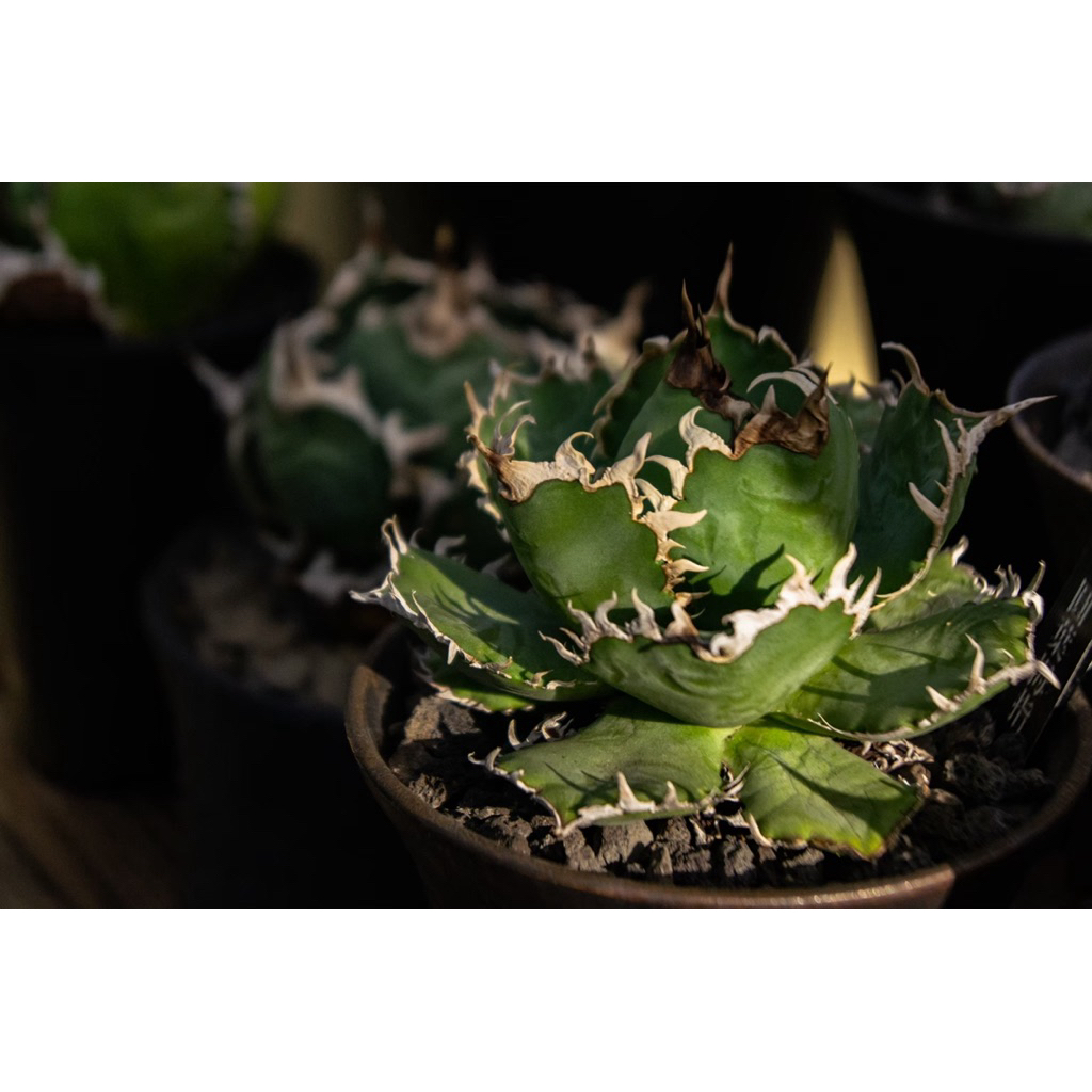 [ Gu Plant 固植 ] 經典龍舌蘭組合包 | 蝦皮購物