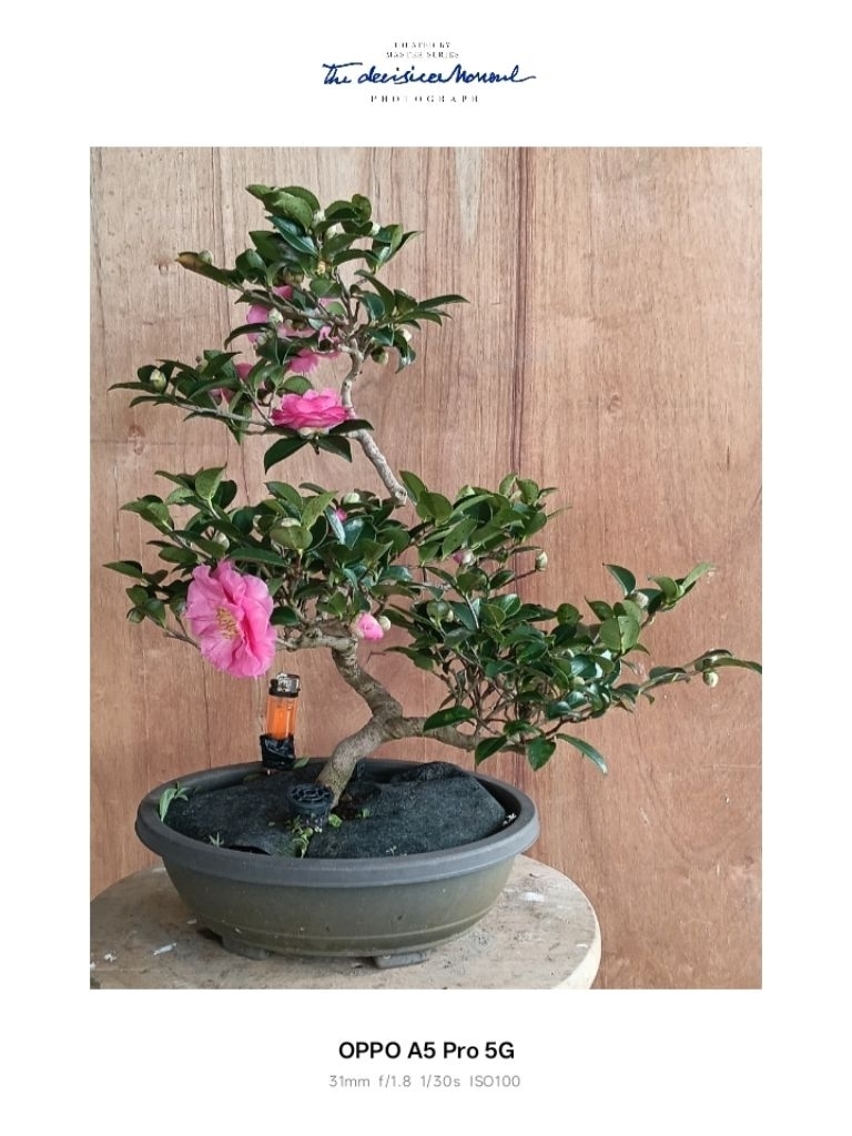 716R-絕美10幾年齡稀有超扭轉漂亮模樣樹型「原生種山茶花（茶梅）」極品盆栽（滿滿花苞開放中） | 蝦皮購物