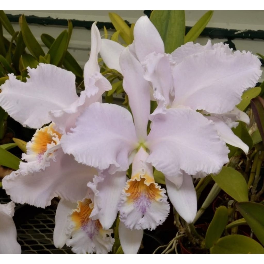 cattleya mossiae coerulea/少見原種/明亮不直曬環境/需通風/1.7吋小苗 | 蝦皮購物