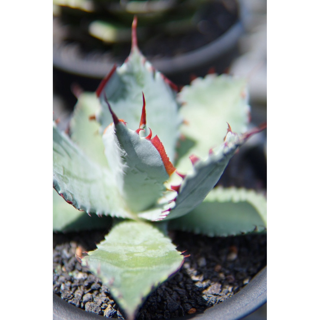 [ Gu Plant 固植 ] 甲蟹 x 屈原之舞扇 實生特選個體 | 蝦皮購物