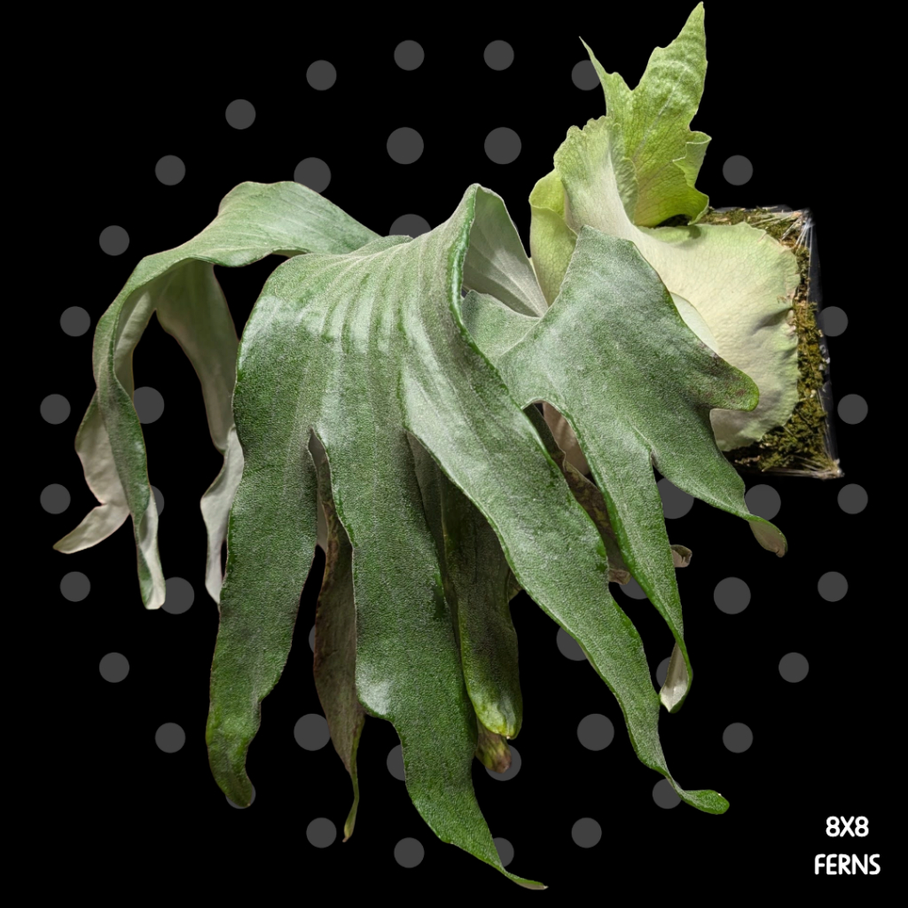 [練功專用] 魔鬼魚鹿角蕨側芽，P. Manta pup，為FSQX黃月X澳銀，三品混播． | 蝦皮購物