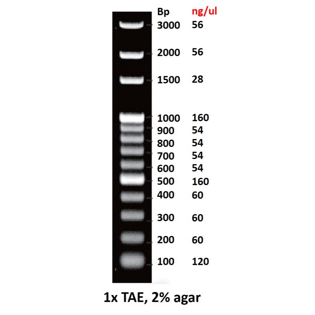 100bp / 1 kb DNA Ladder Marker 100bp核酸標記 1kb核酸標記 DNA Marker | 蝦皮購物