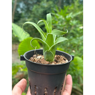 自由之森 @青空之塔 Catopsis subulata 積水鳳梨 食蟲 | 蝦皮購物
