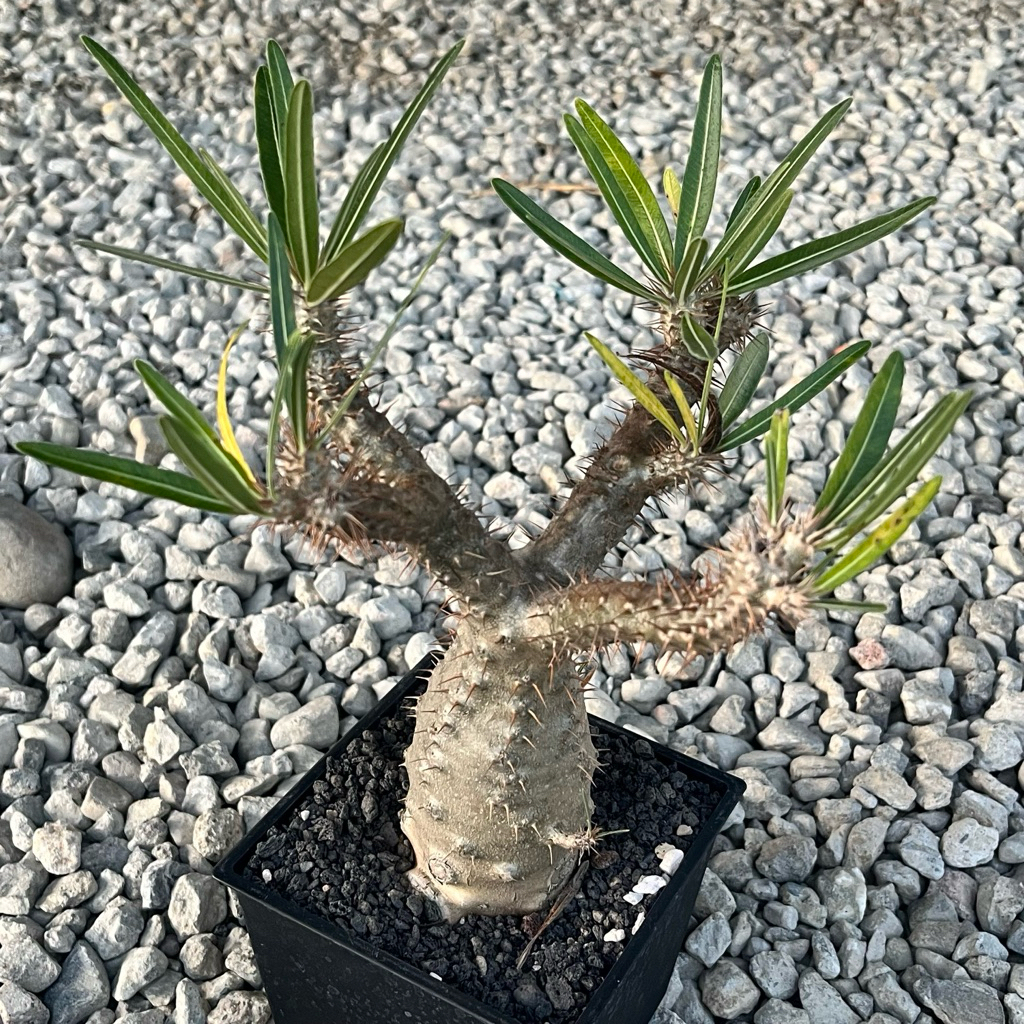 [ Gu Plant 固植 ] 實生象牙宮｜Pachypodium Rosulatum｜ | 蝦皮購物